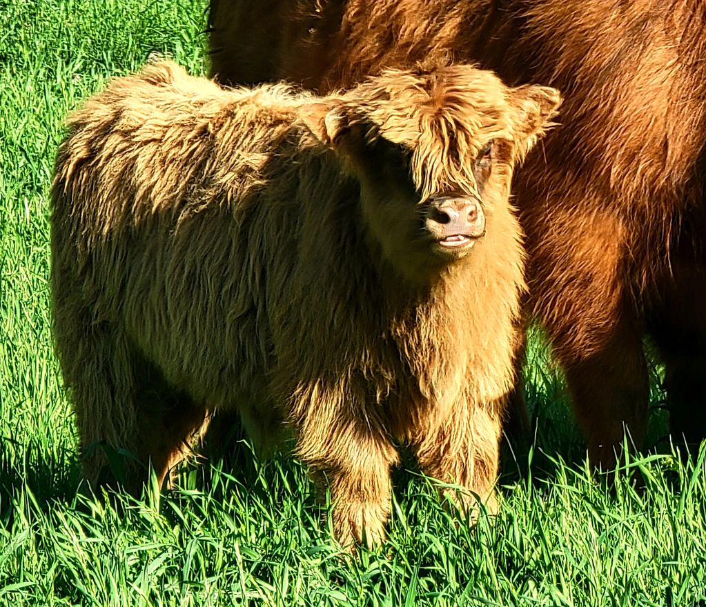 Highlands for Sale - American Highlands Ranch Ltd.