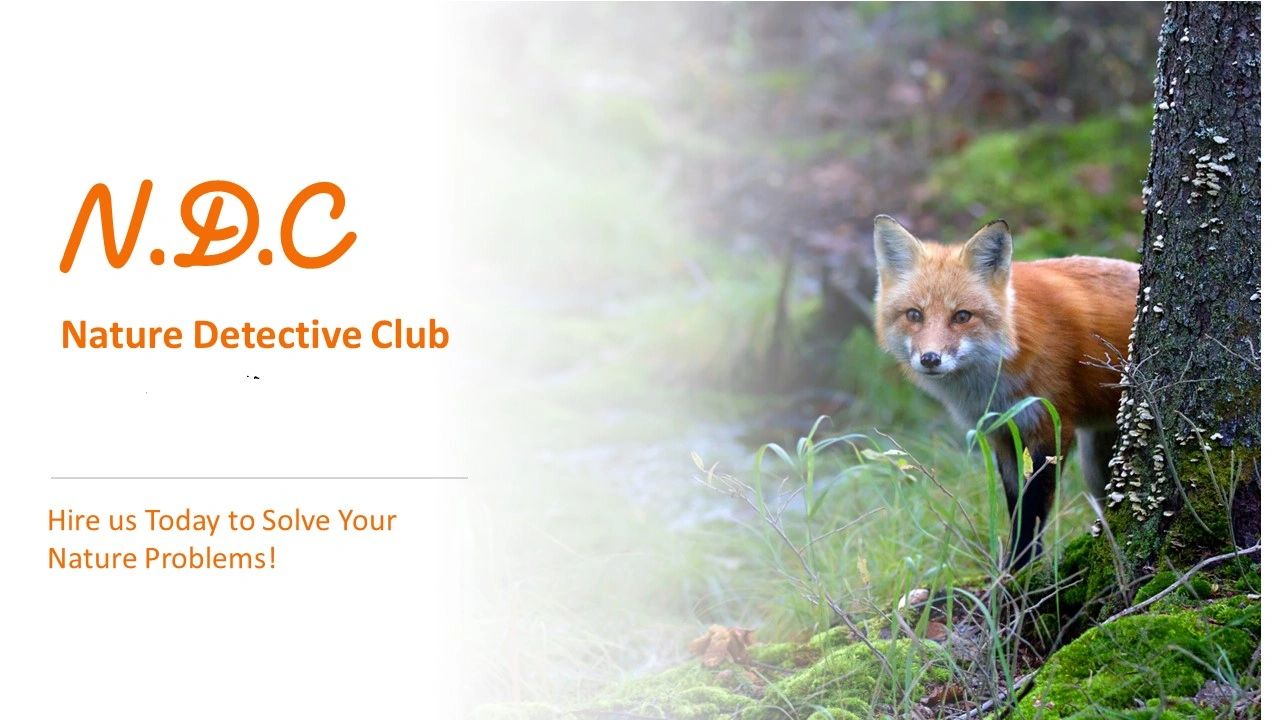 Nature - Nature Detective Club