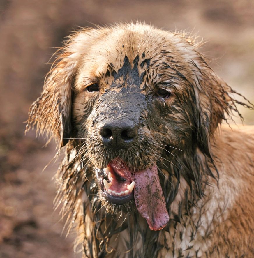 Why Animals Eat Dirt? Insights from Zoopharmacognosy