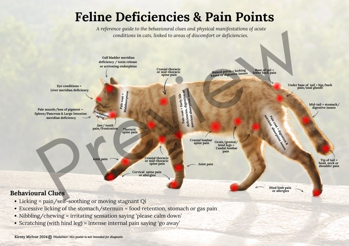 Feline Deficiencies & Pain Points Poster