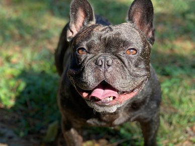 Adopt | DFW French Bulldog Rescue