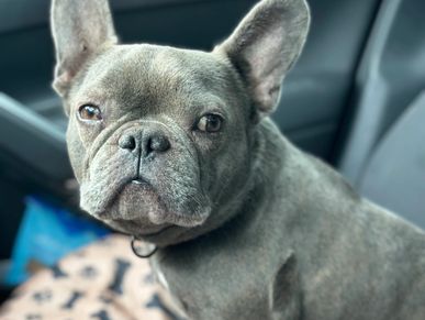 Adopt | DFW French Bulldog Rescue