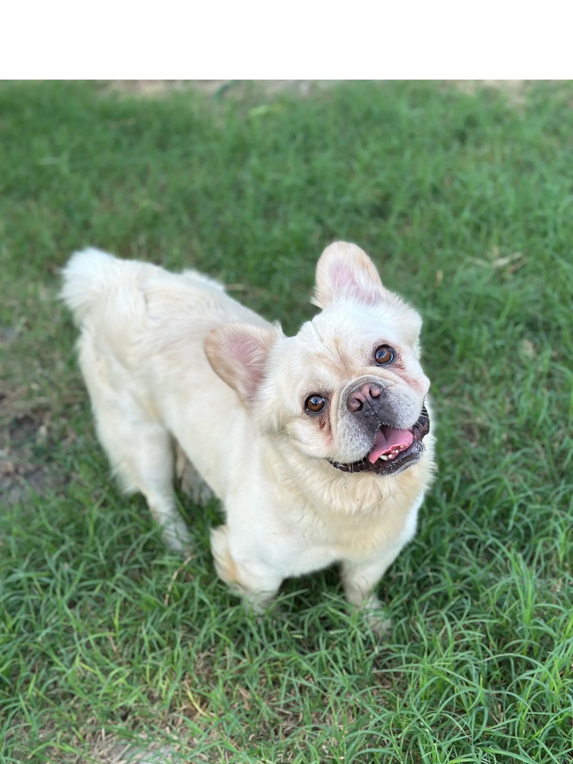 Adopt | DFW French Bulldog Rescue