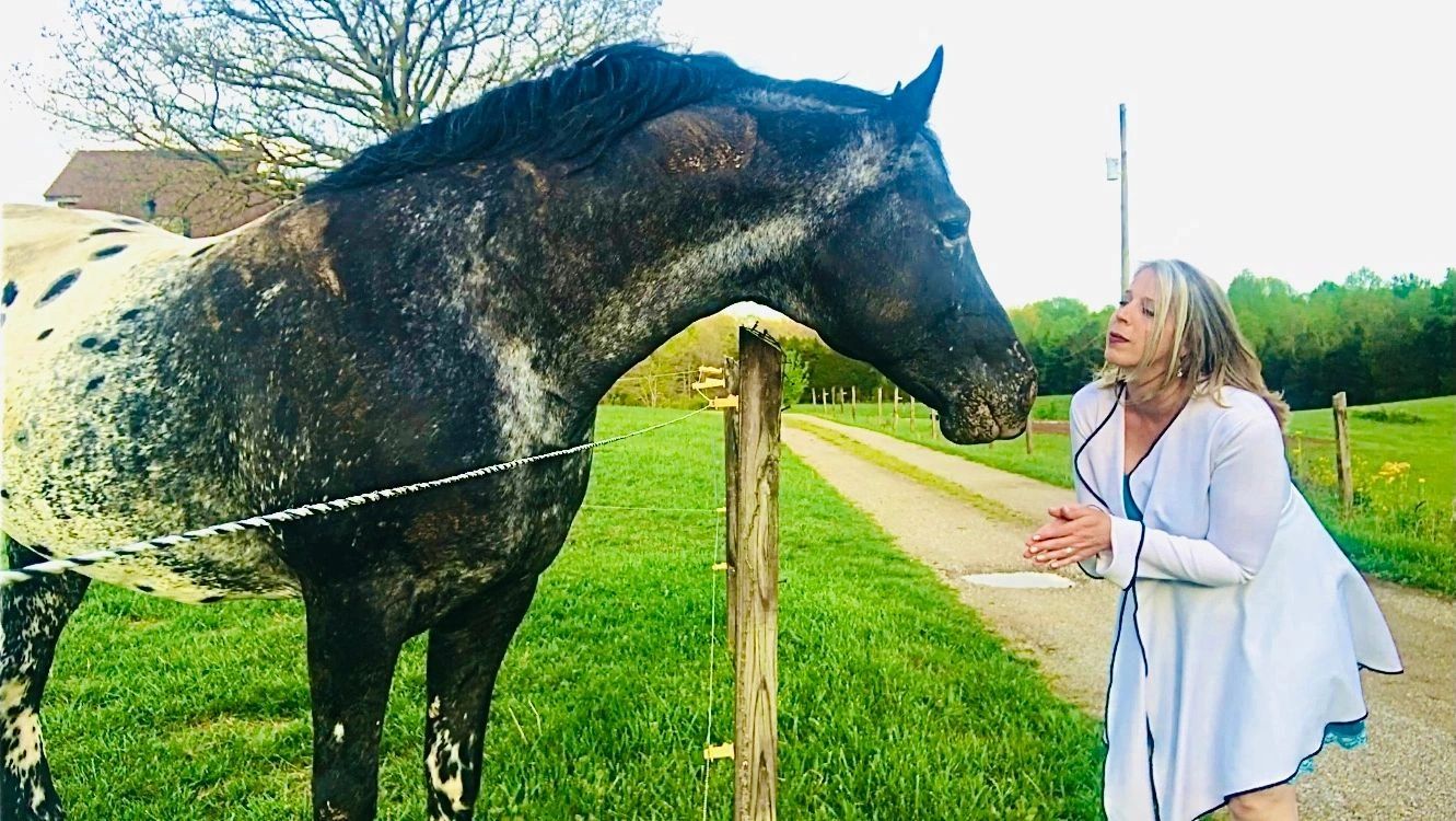 Leopard Friesian | Phoenix - Leopard Friesian Appaloosa Stallion