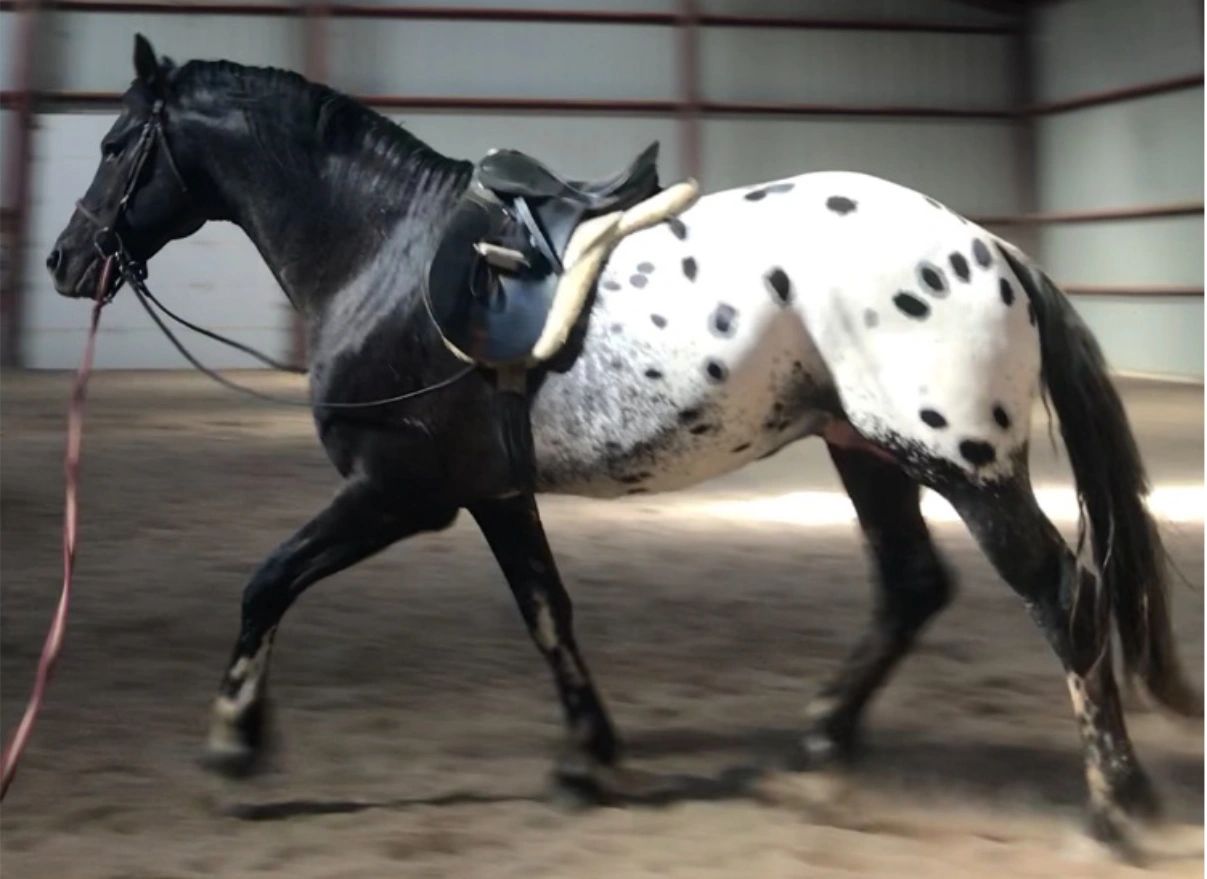 Leopard Friesian | Phoenix - Leopard Friesian Appaloosa Stallion
