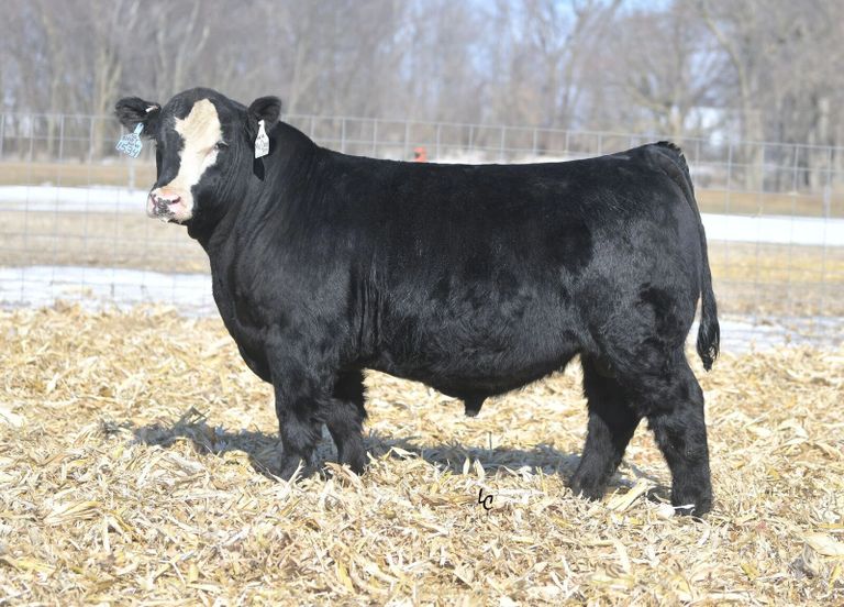 Schnabel Ranch Simmentals - Cattle, Simmental, Cattle, Ranching