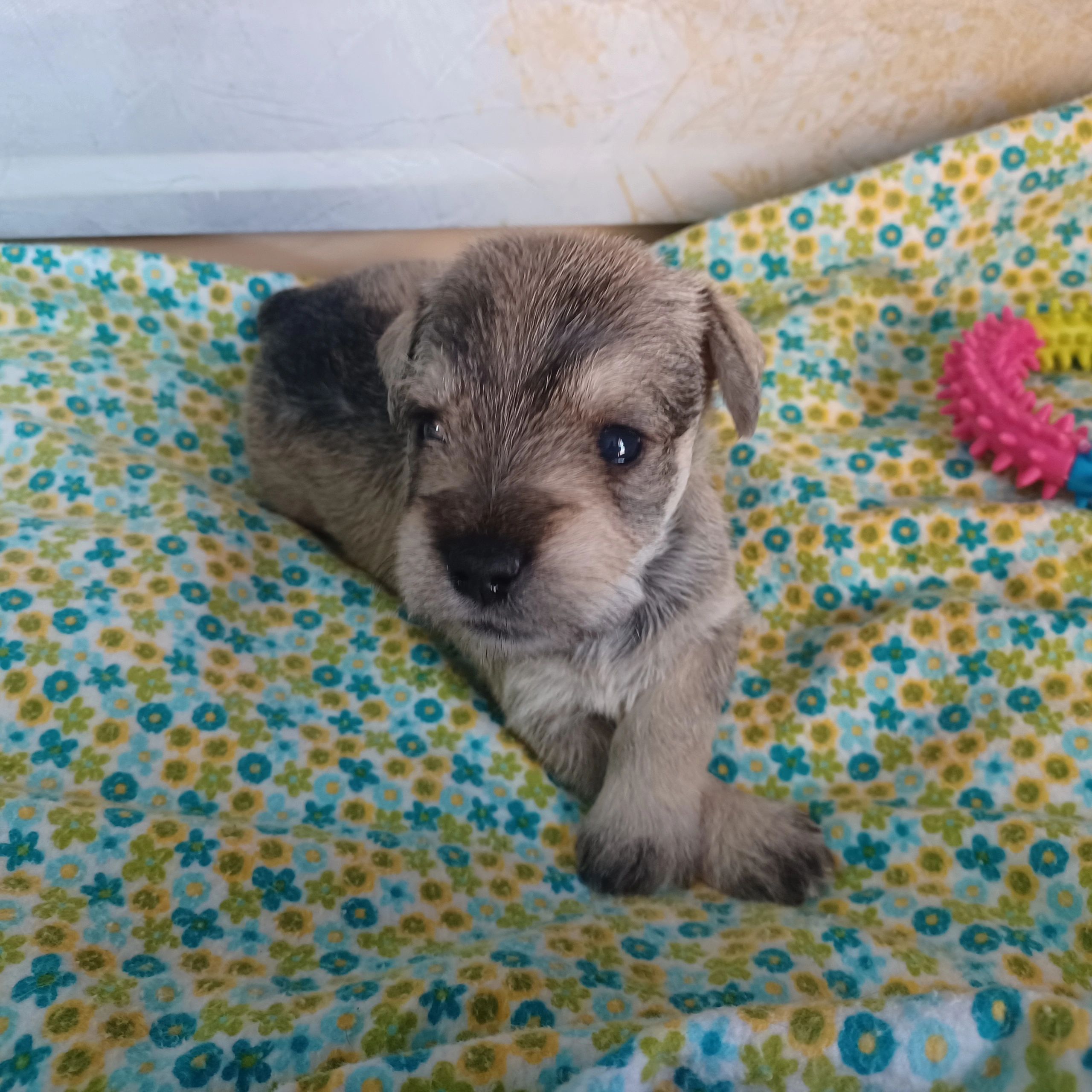 Cloverleaf Kennel - Puppys Miniature Schnauzers Cairn Terriers, Pets ...
