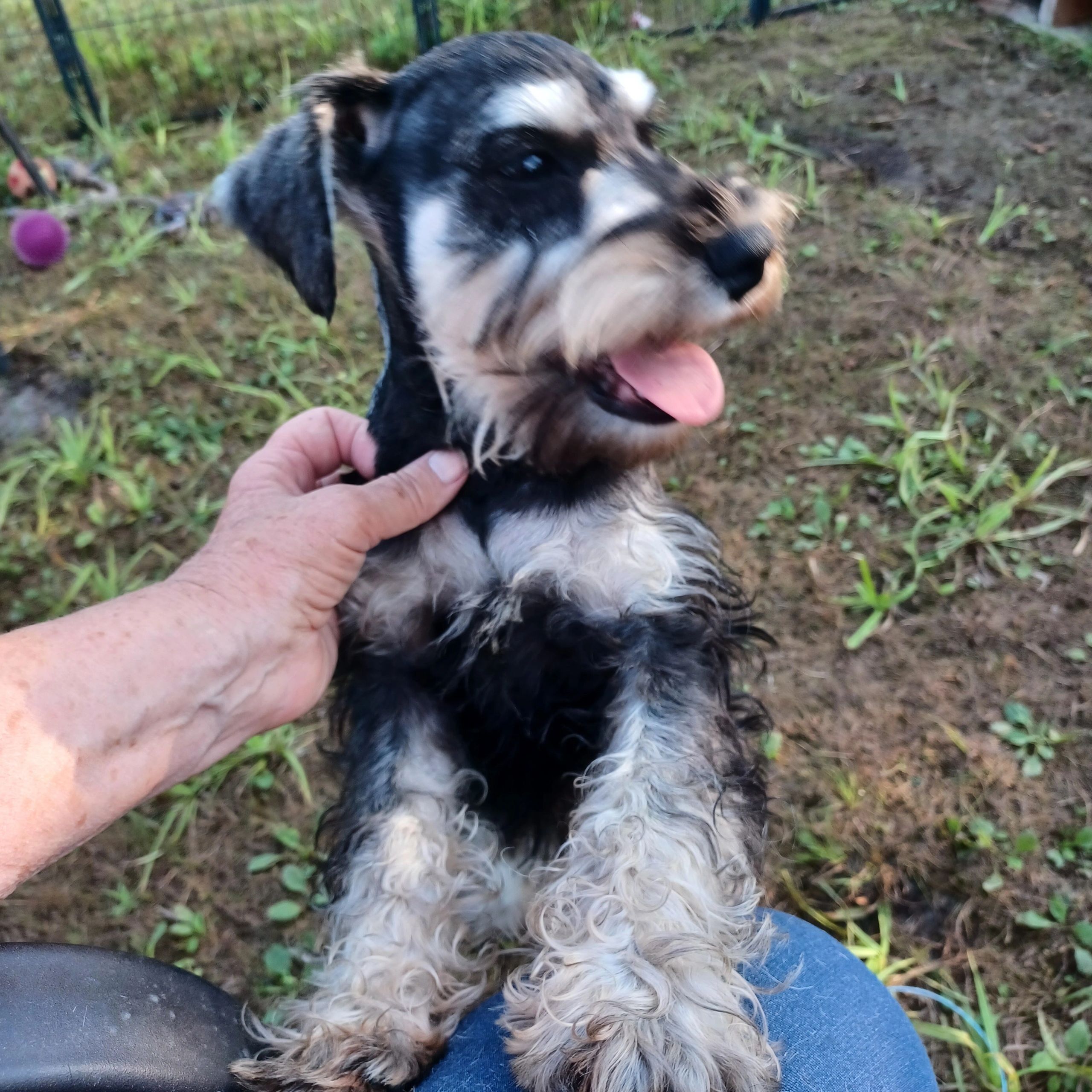 Cloverleaf Kennel - Puppys Miniature Schnauzers Cairn Terriers, Pets ...