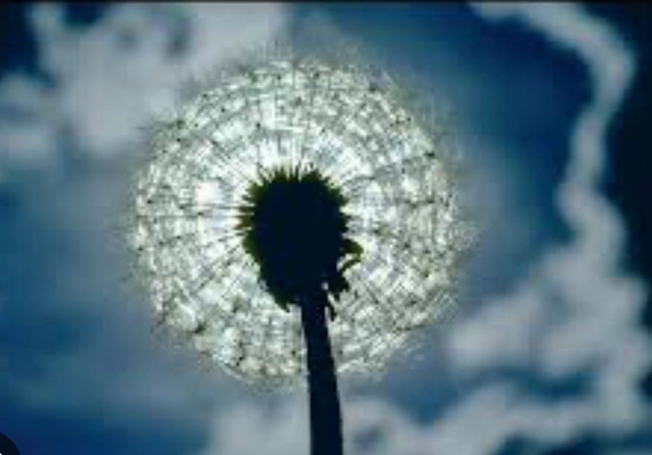 Celebrating What's Right in the World