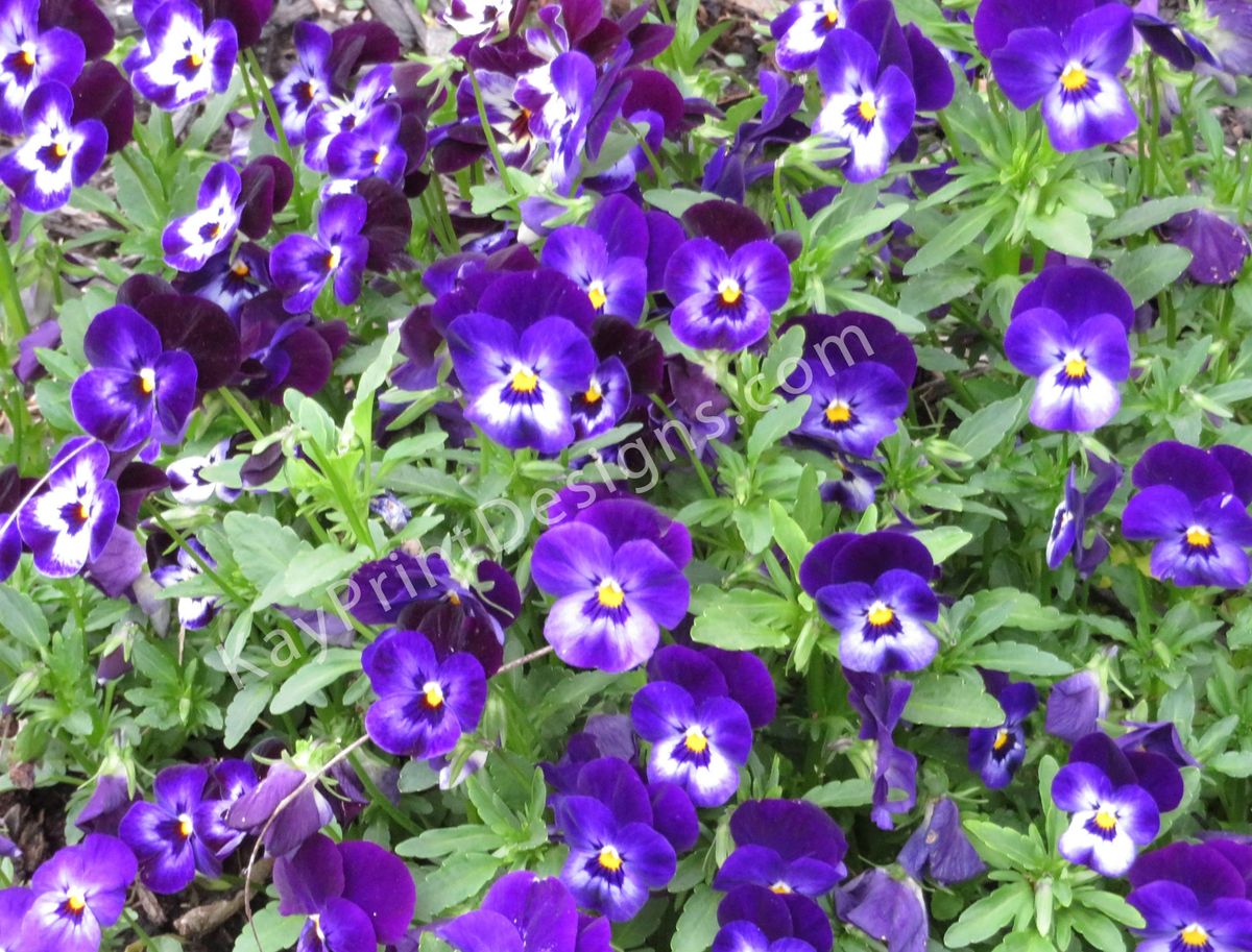 Violets