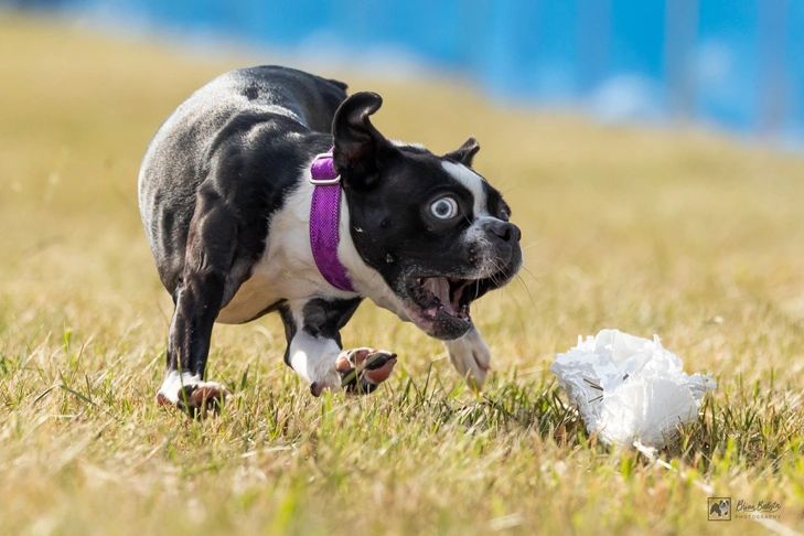 Fast Cat Fun Run!