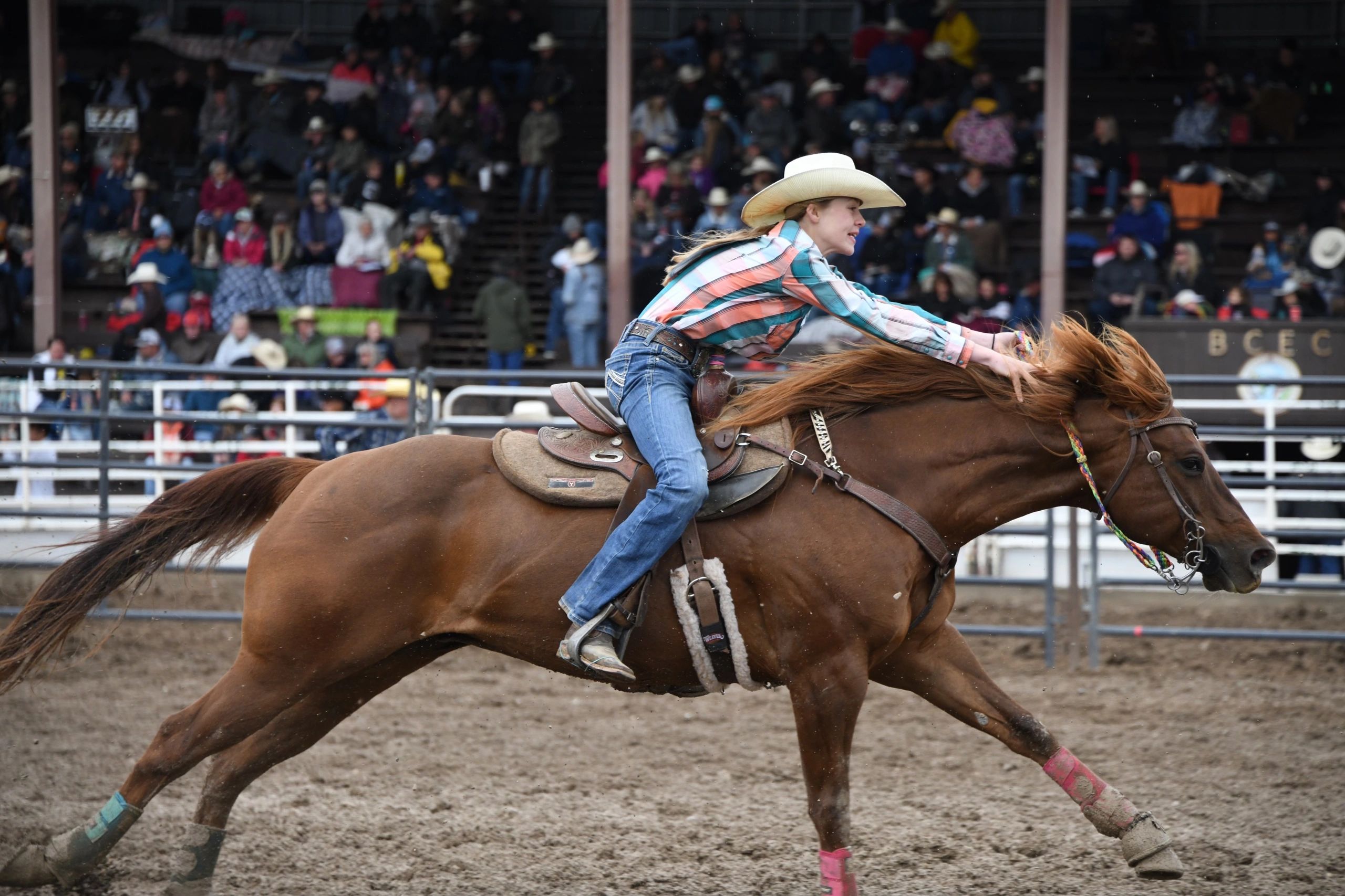 Synergy Equine - Riding Lessons, Horse Training
