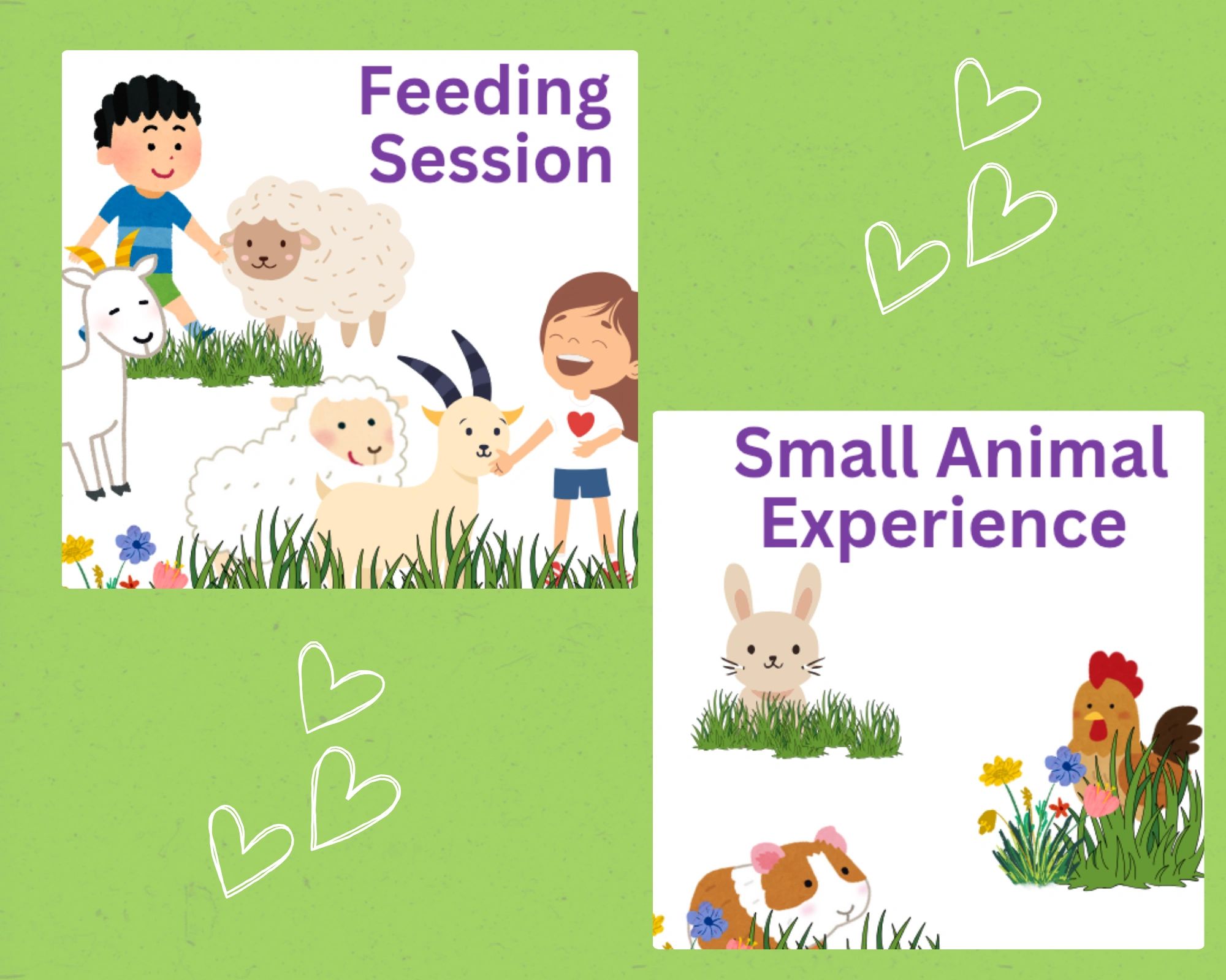 Feeding Session Including Small Animal Experience