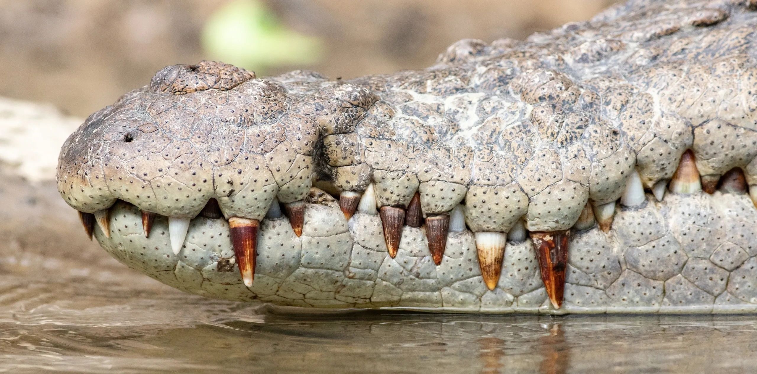 CROC - Community Representation of Crocodiles - Home