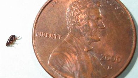 Fleas & Ticks | Silver Sun Pest Control