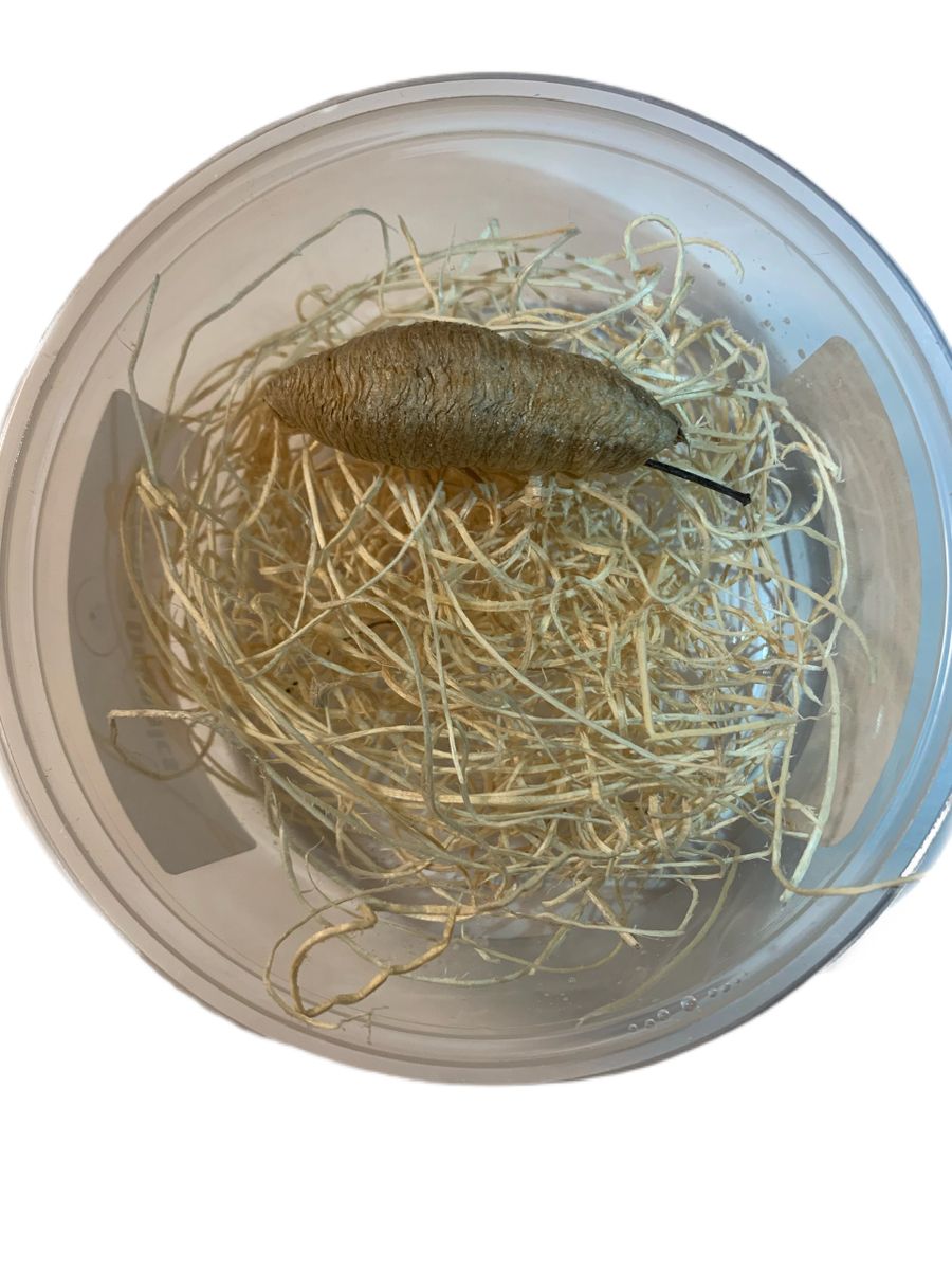 European Praying Mantis Egg Case