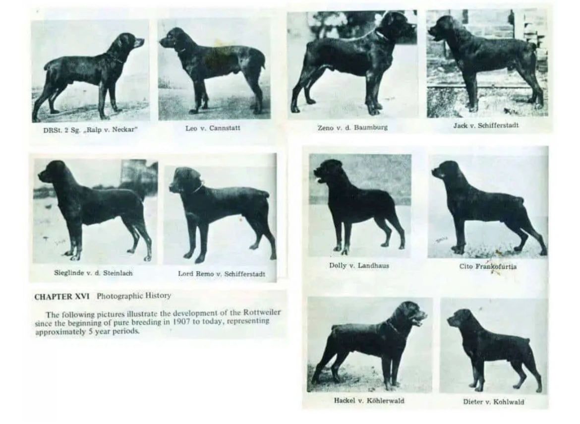 History of the Rottweiler