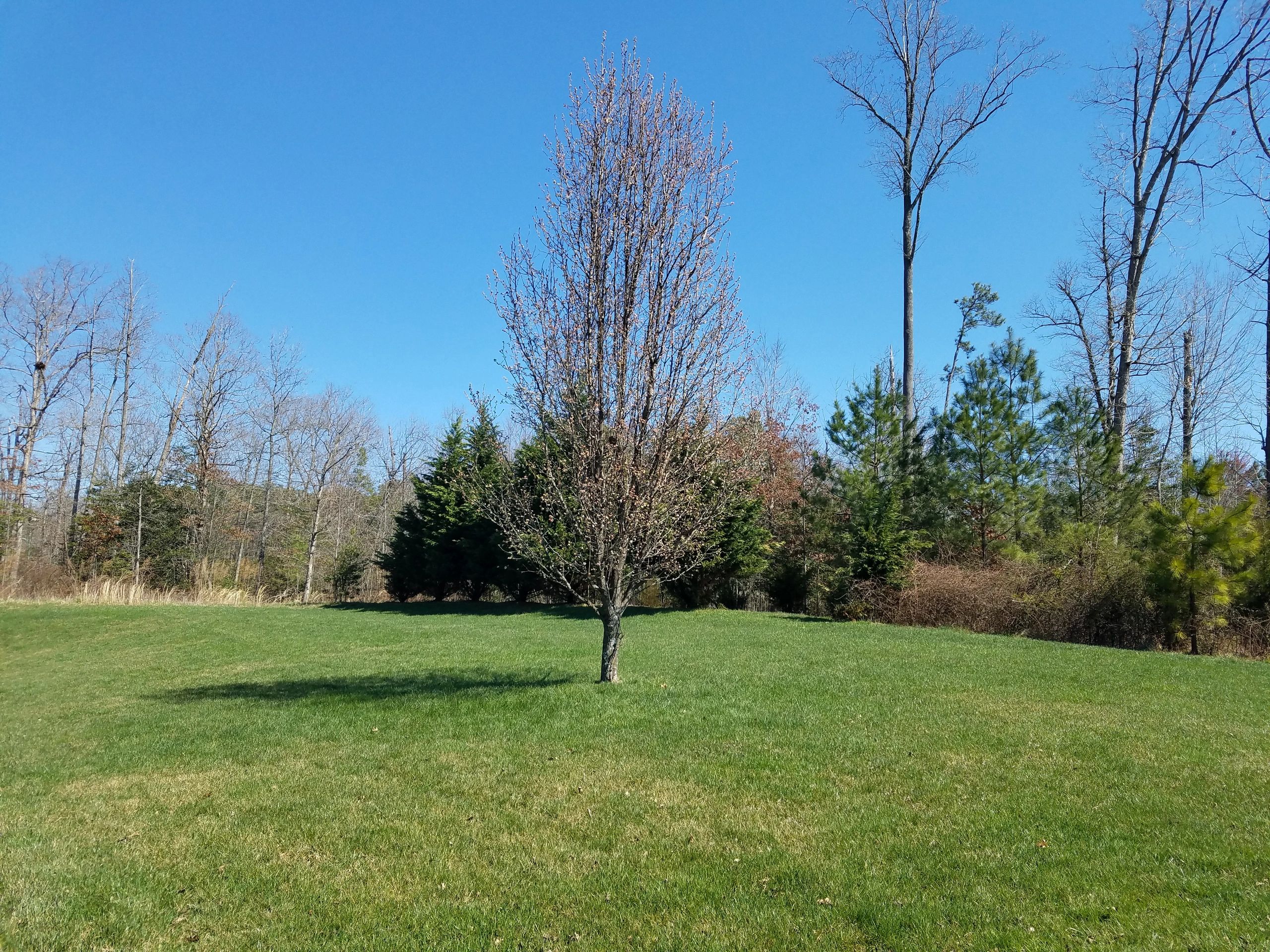 Are shrubs/trees in or near my septic field ok?