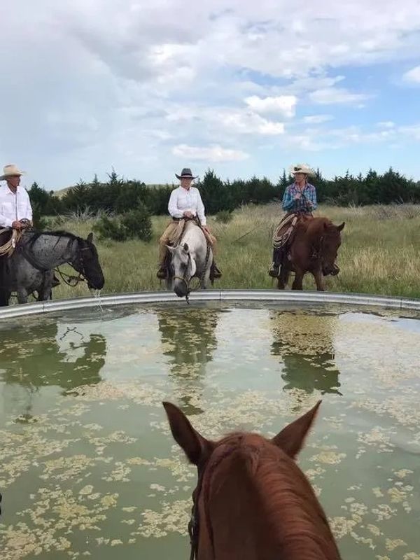 Rebecca Talbert Horsemanship