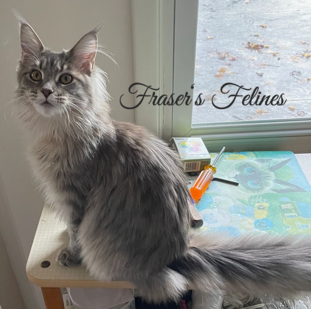 Fraser’s Felines, Home of the Maine Coon - Maine Coon Kittens for Sale ...