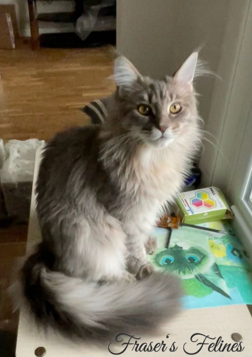 Fraser’s Felines, Home of the Maine Coon - Maine Coon Kittens for Sale ...