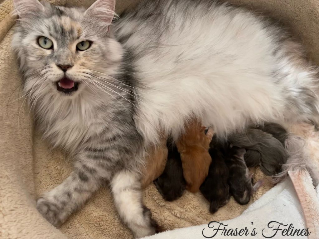 Fraser’s Felines, Home of the Maine Coon - Maine Coon Kittens for Sale ...
