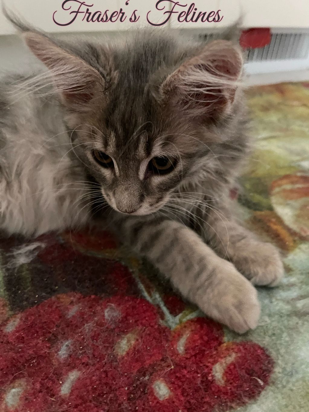 Fraser’s Felines, Home of the Maine Coon - Maine Coon Kittens for Sale ...