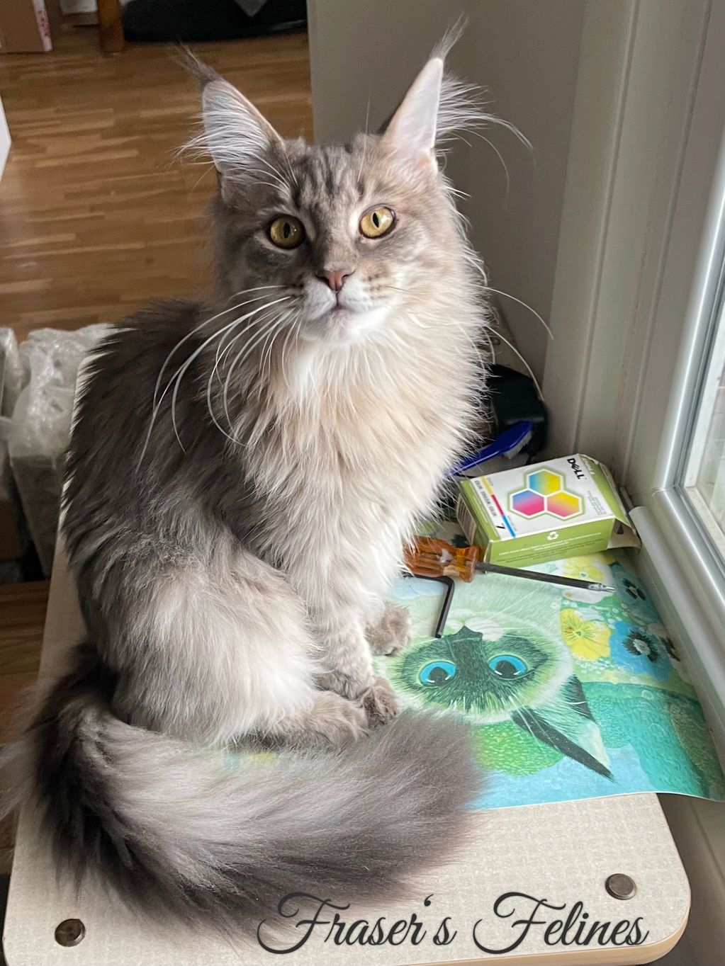 Fraser’s Felines, Home of the Maine Coon - Maine Coon Kittens for Sale ...