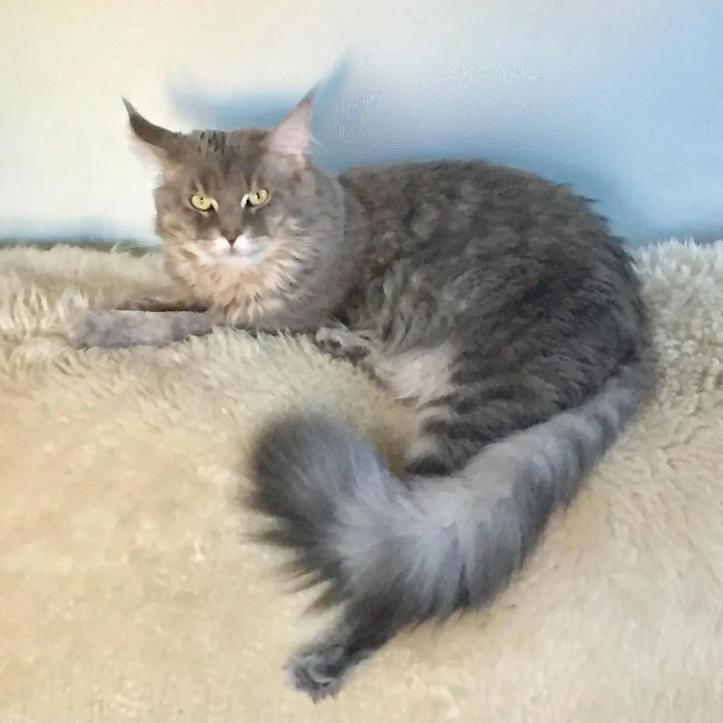 Home | Maine Coon Cats by Fraser’s Felines