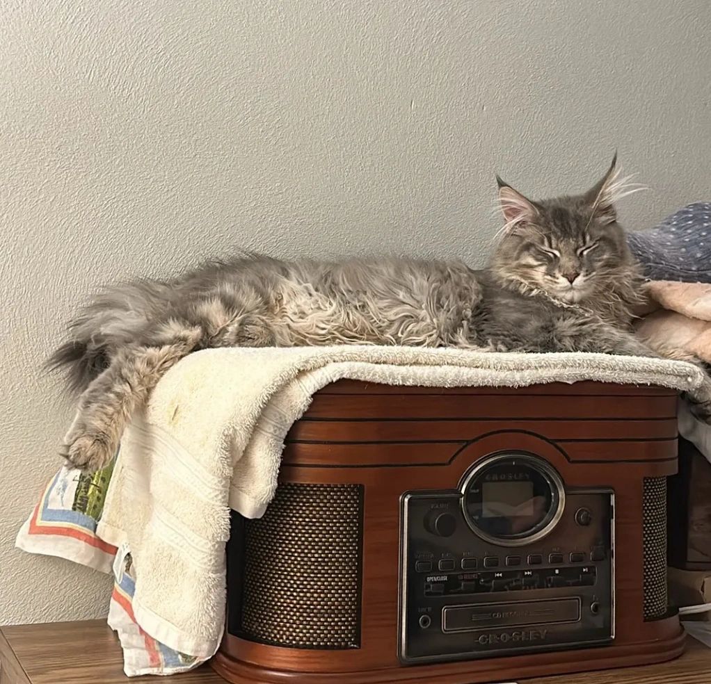 Our Current Kittens | Fraser’s Felines, Home of the Maine Coon