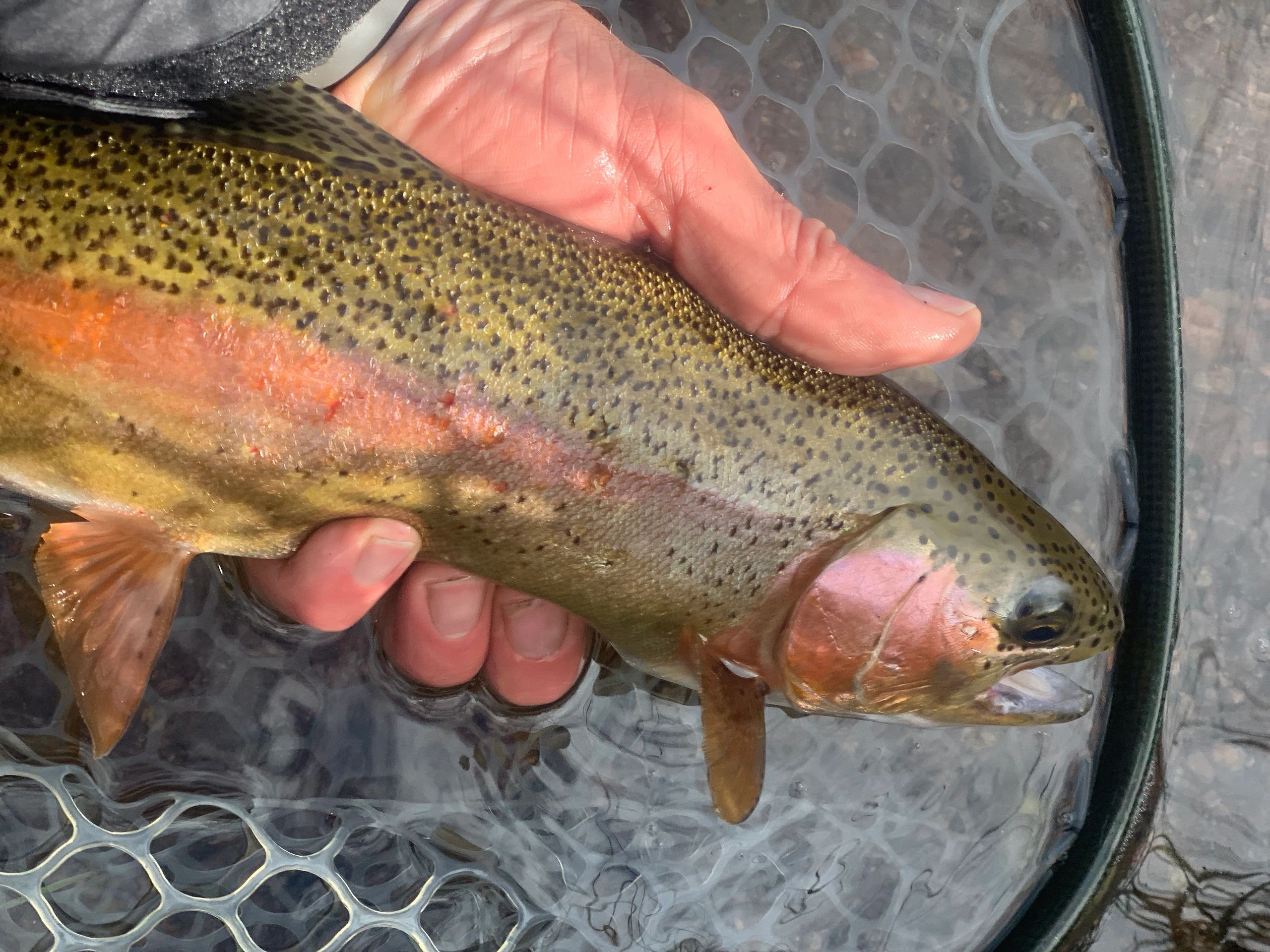 COAL CREEK ANGLERS - Fly Tying Tables, Fly Tying