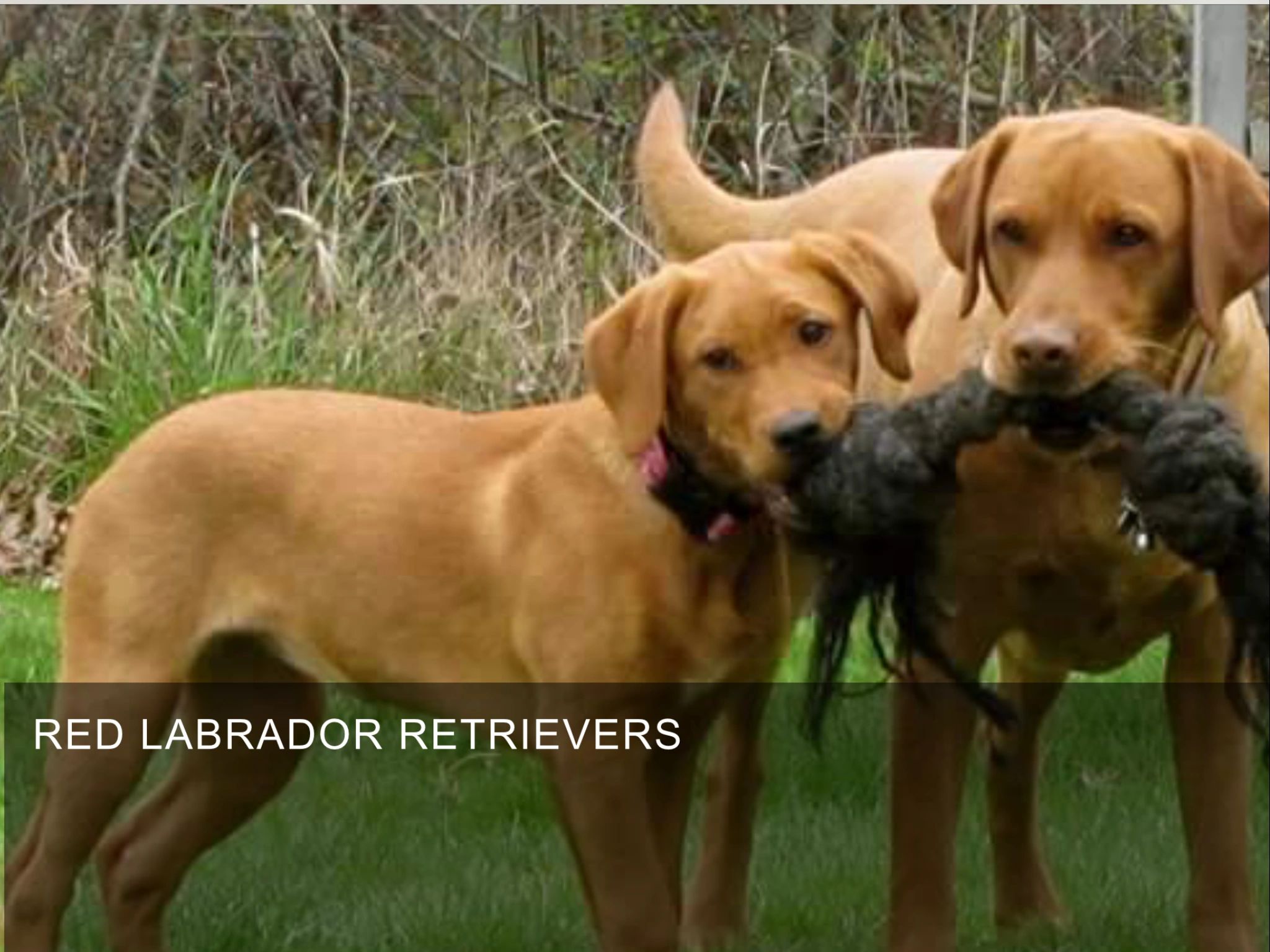 Red Labrador Retriever Puppies