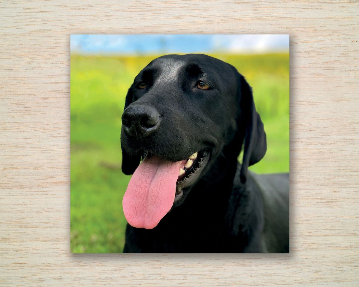 Black Labrador Birthday Card | Black Lab Card | Black Lab Greeting ...