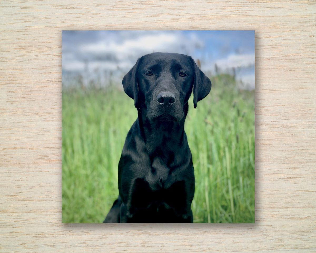 Black Labrador Birthday Card | Black Lab Card | Black Lab Greeting ...