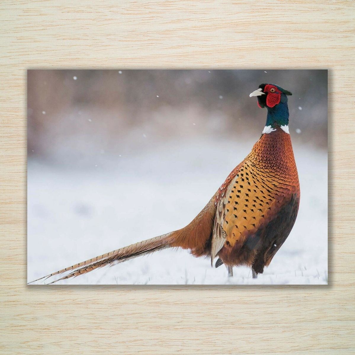 Pheasant Christmas Cards and Packs | Wild Pheasant in the snow Greeting ...