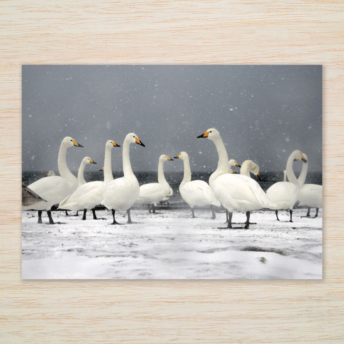 Swan Christmas Cards and Christmas Card Packs "Swan Lake" Wildlife ...