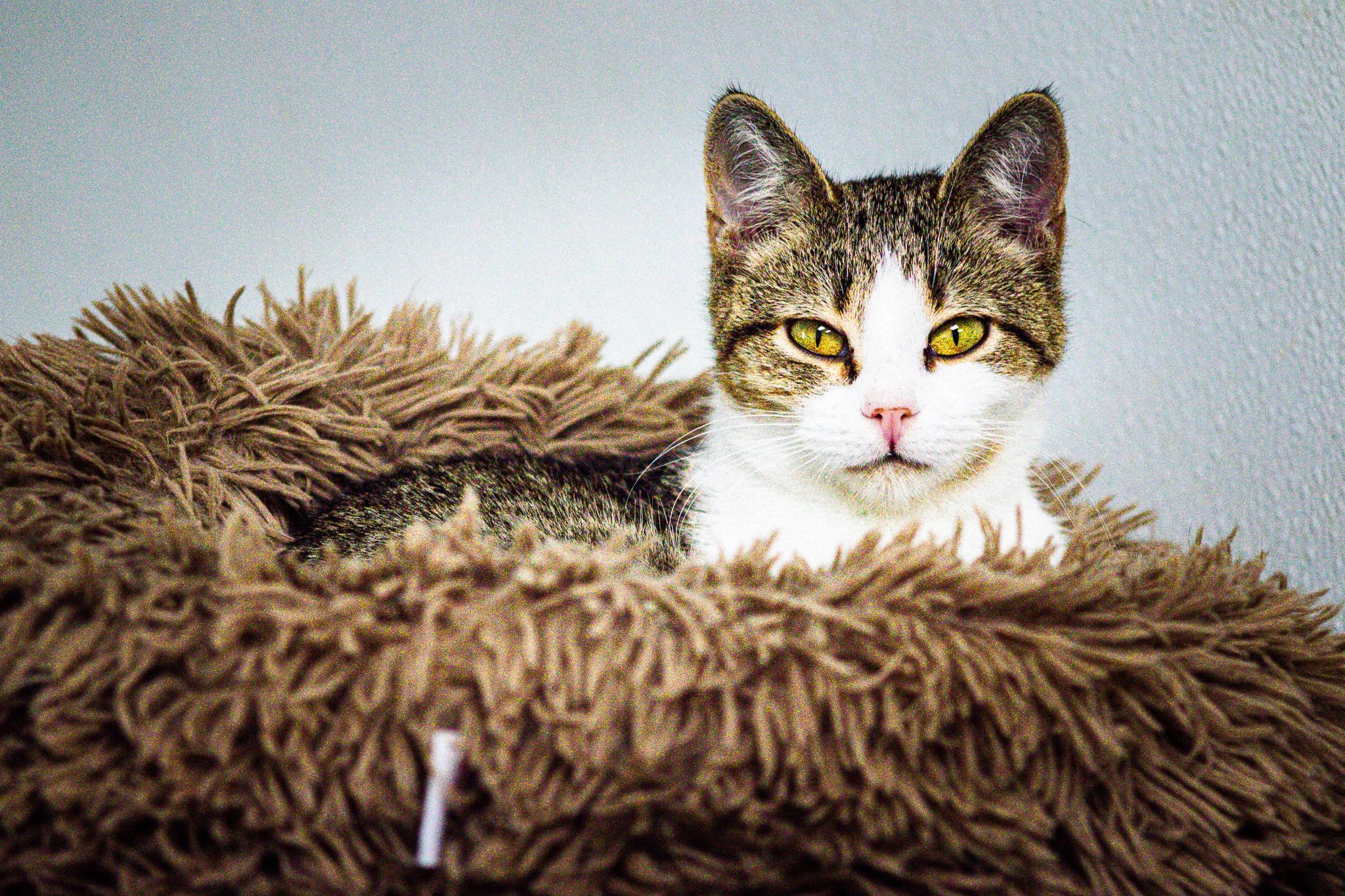 Rabun Paws 4 Life, Inc - Cats for Adoption, Dogs for Adoption, Animal ...