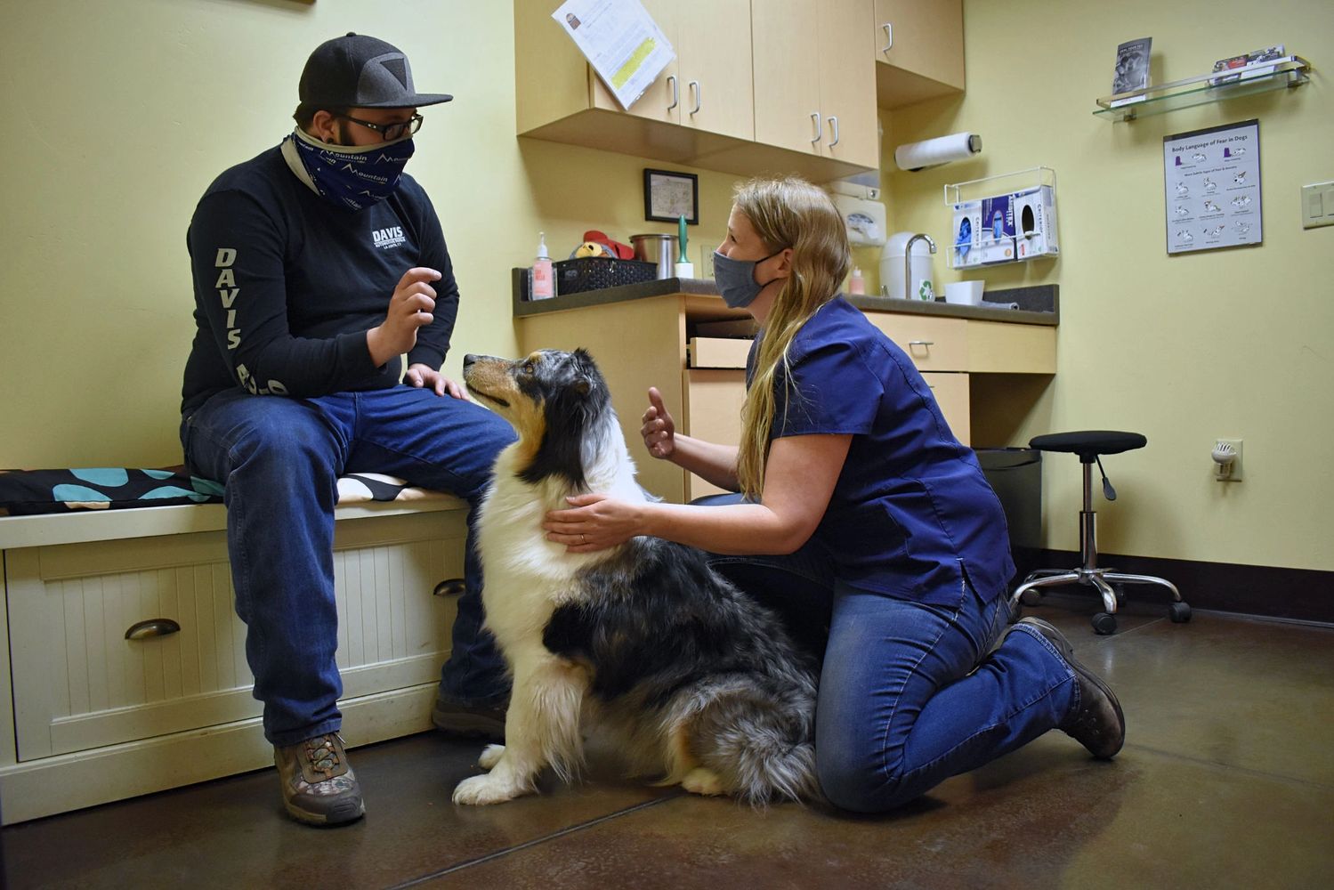 Animal Chiropractic - Medicine in Motion Veterinary Services