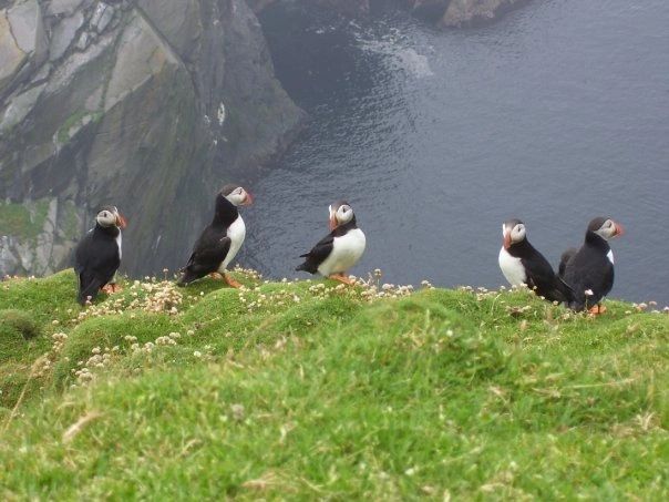 Puffins!