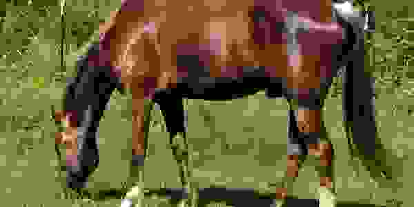 River Road Ranch - Rest and Ride, Ranch Resort, Horseback Riding