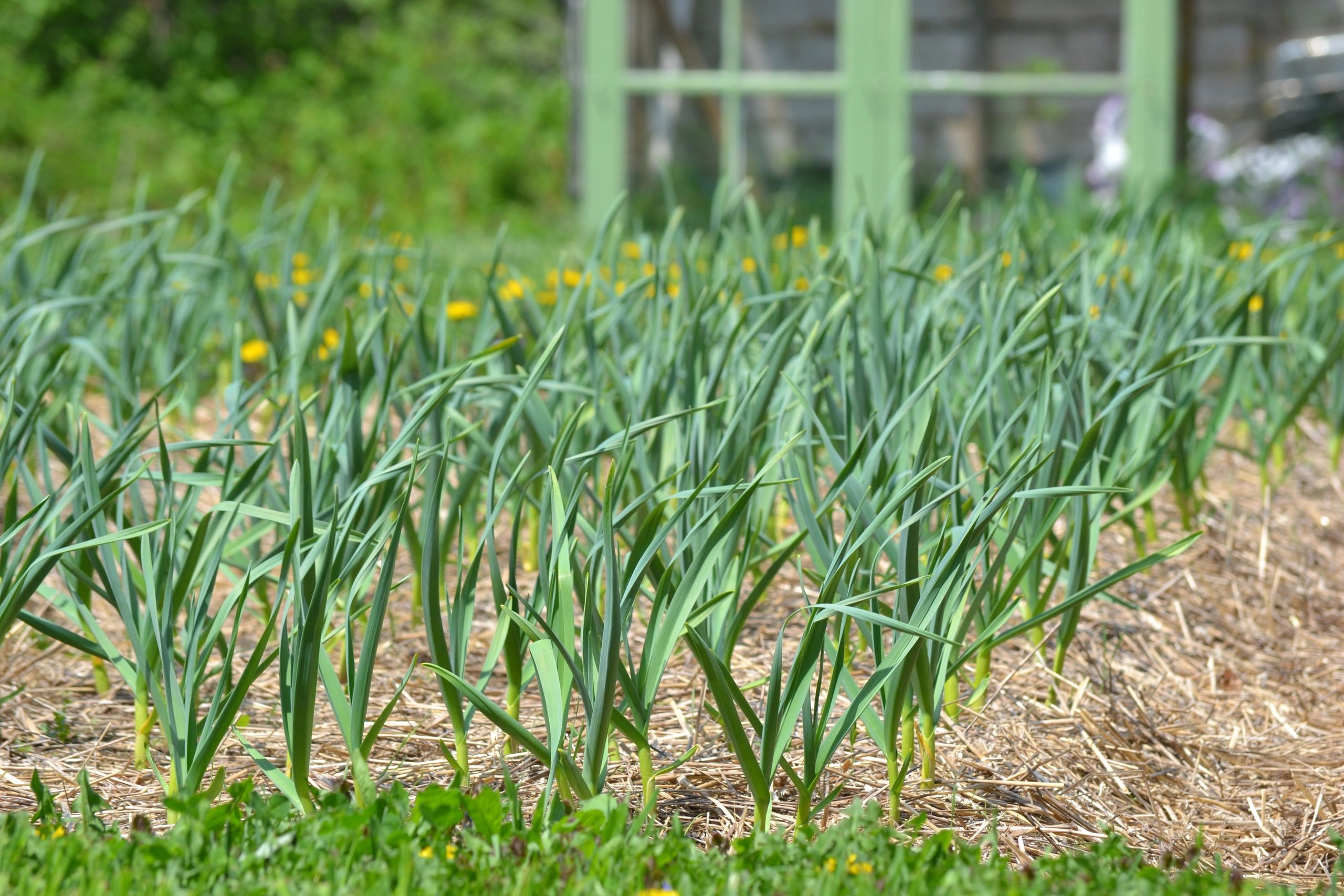 The Garlic Patch - Garlic, Seed
