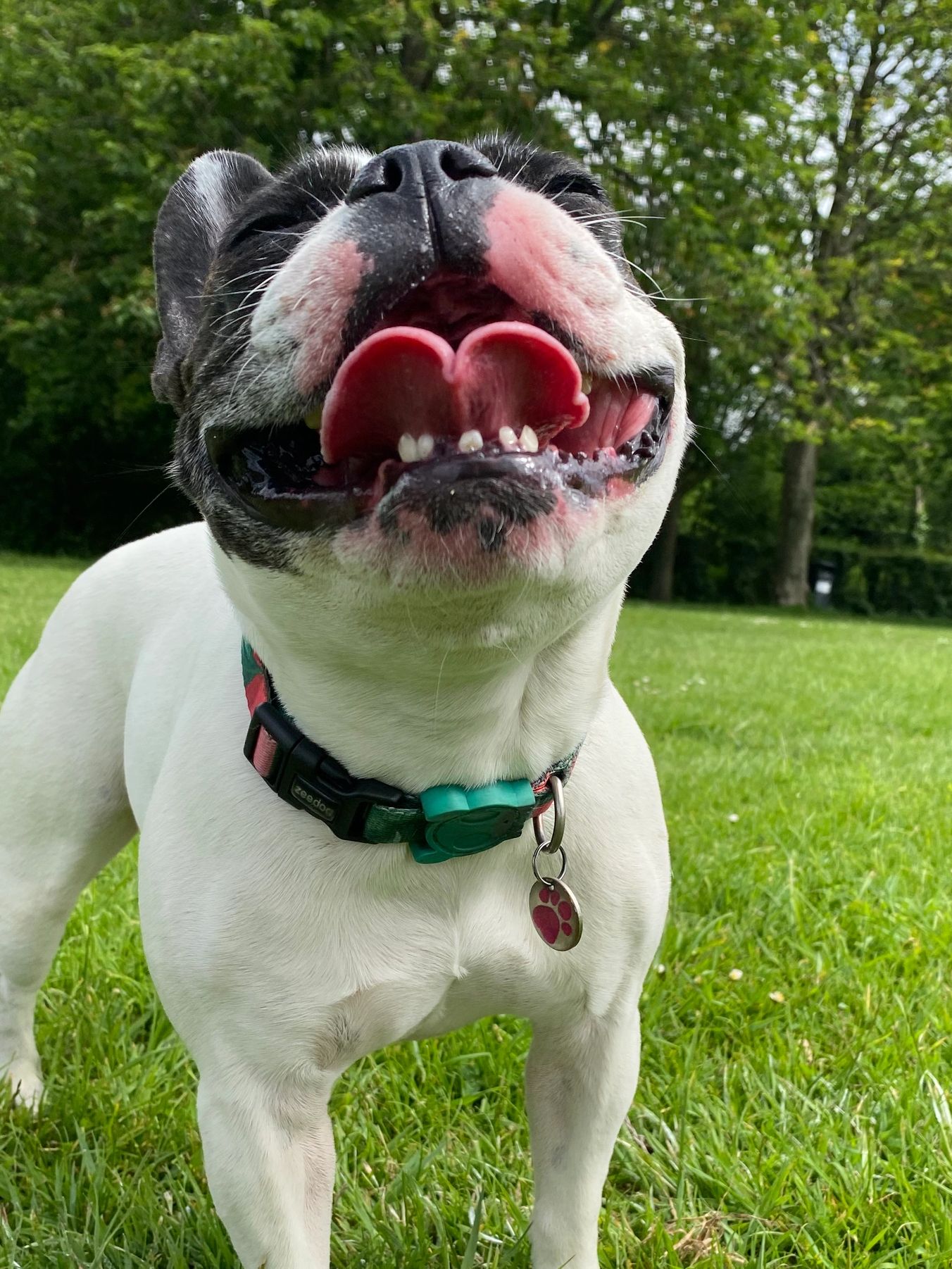 Remraf K9 Solutions - Dog Walking, Training & Behaviour. Hertfordshire