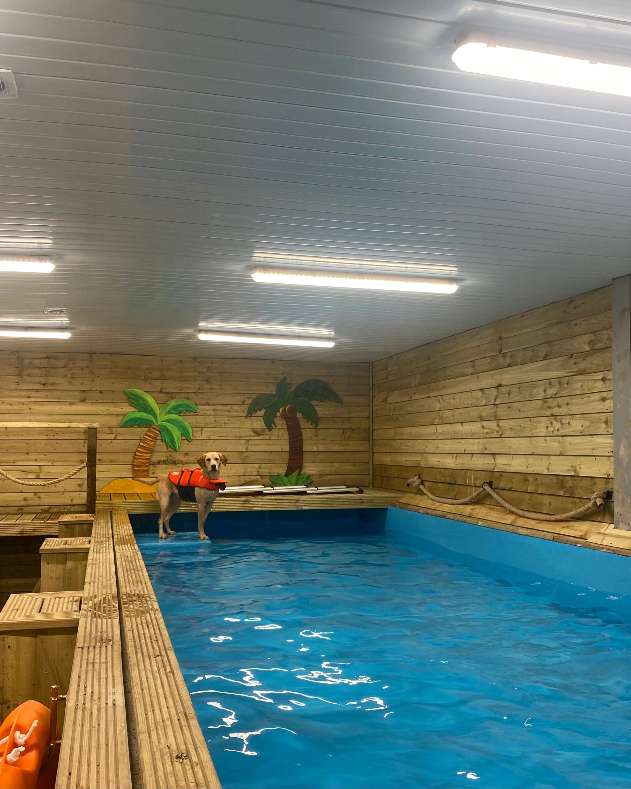 Indoor Dog Pool - Fun Exercise for Your Furry Friend