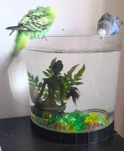 Keeping Birds With Other Pets – Lifestyle Wizard