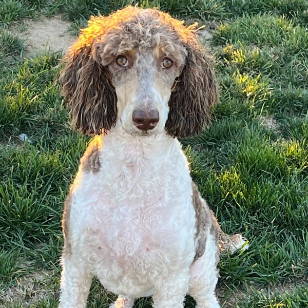 Poodles