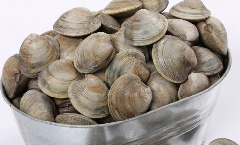 Little Neck Clams (50 Count) Market Price - $25 Deposit Required
