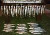 HOME | CHUM BUCKET CHARTERS
