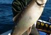 HOME | CHUM BUCKET CHARTERS