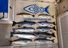 HOME | CHUM BUCKET CHARTERS