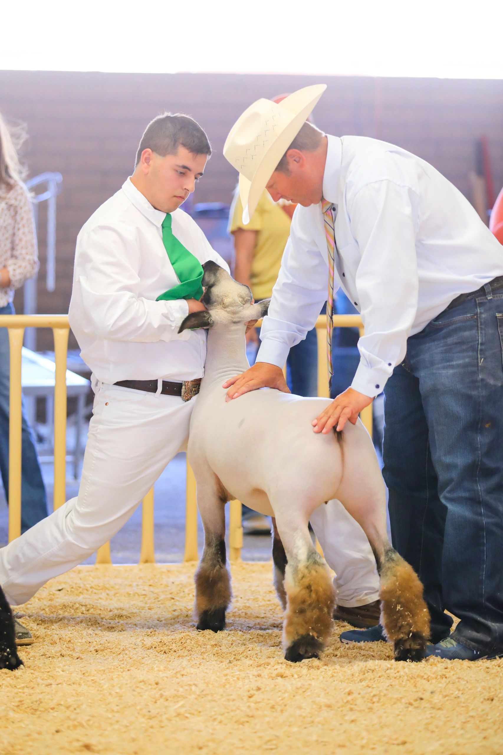 Lindsey Farm Show Lambs